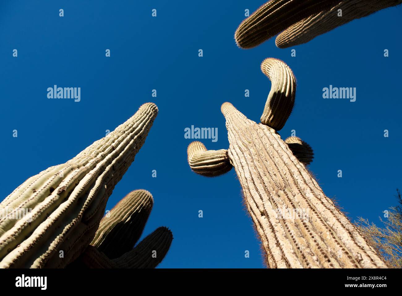 Saguaro Cactus in Phoenix, Arizona Stock Photo - Alamy