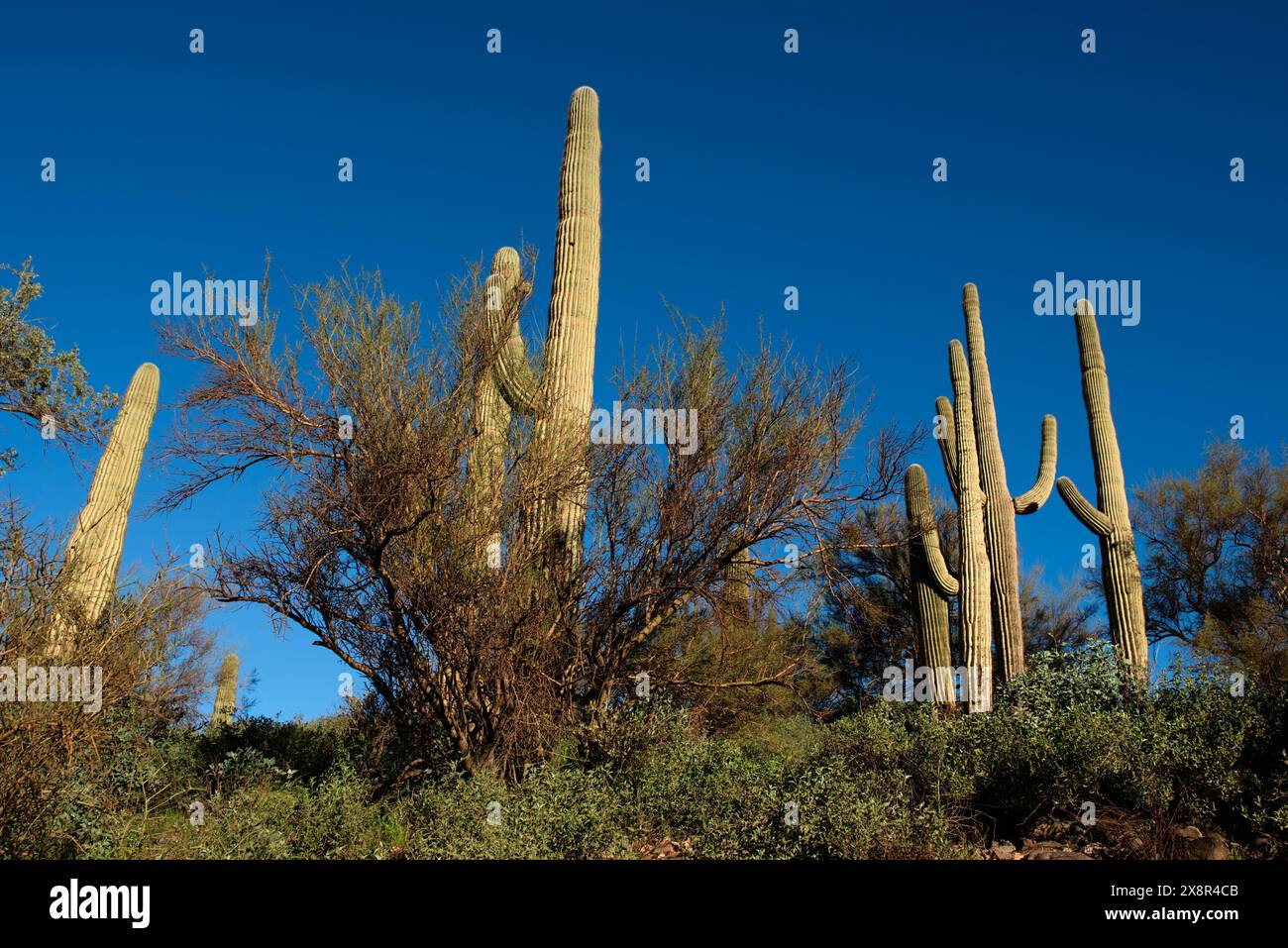 Columnar cactus hi-res stock photography and images - Alamy
