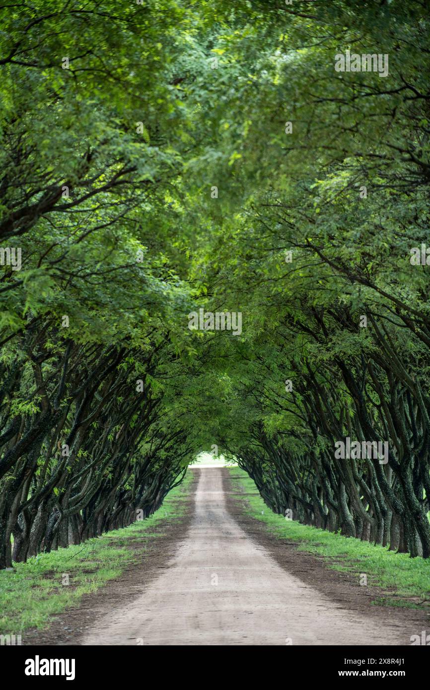 A long drive shaded by a beautiful tree tunnel Stock Photo - Alamy