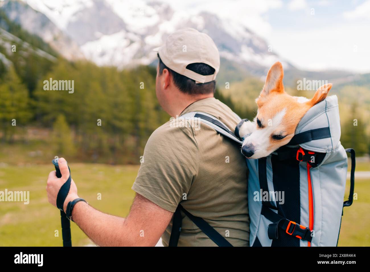Corgi dog is tired on a hike, a man carries it on his back Stock Photo ...