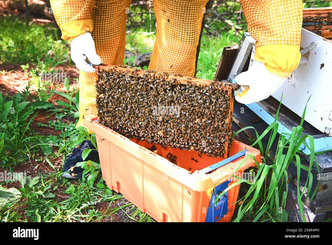 Beekeeper taking a frame full of bees from a NUC Stock Photo - Alamy