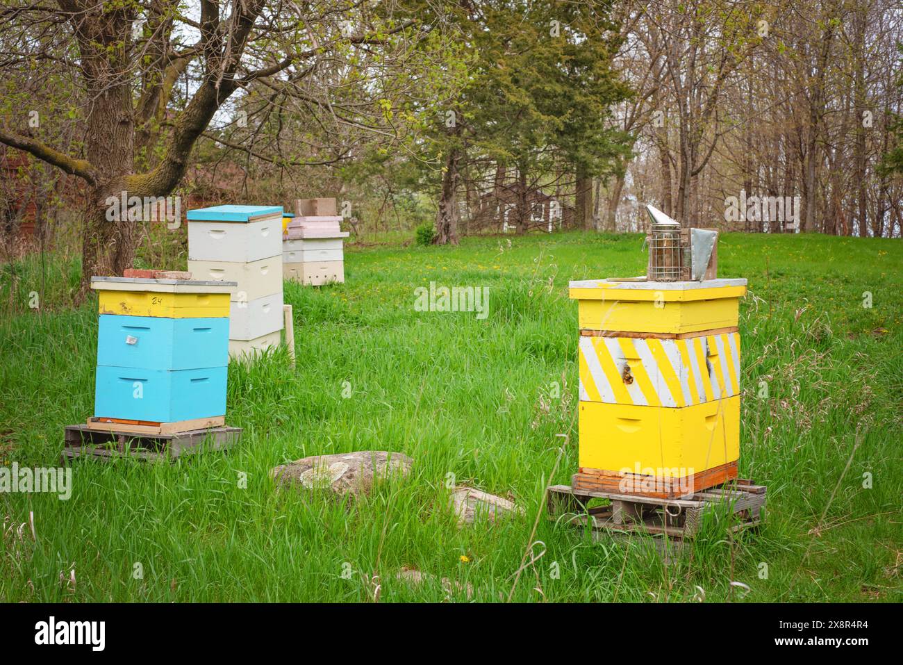 Beehives in a rural setting Stock Photo - Alamy