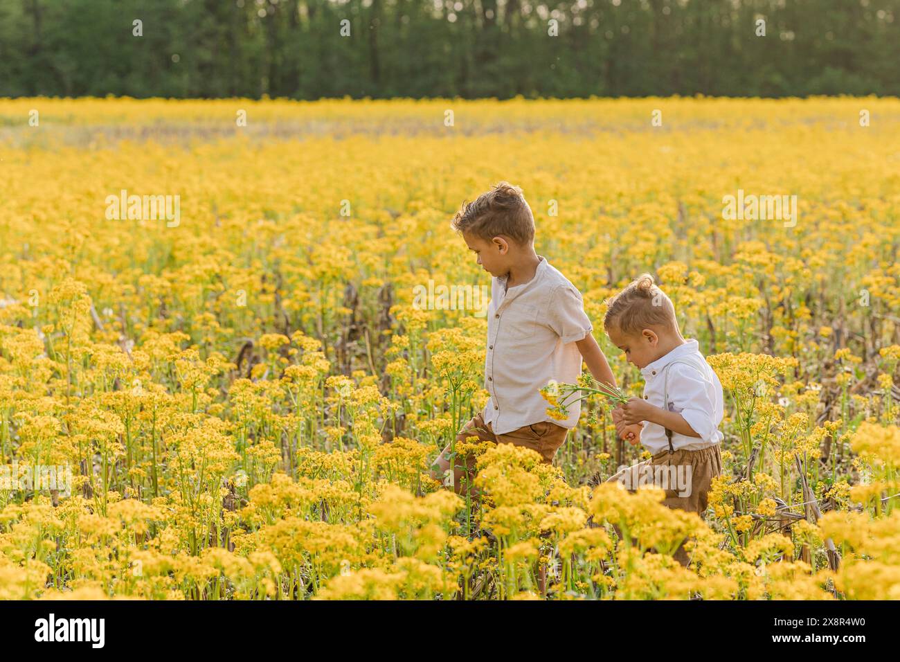 Two children walking through a field of yellow flowers Stock Photo - Alamy
