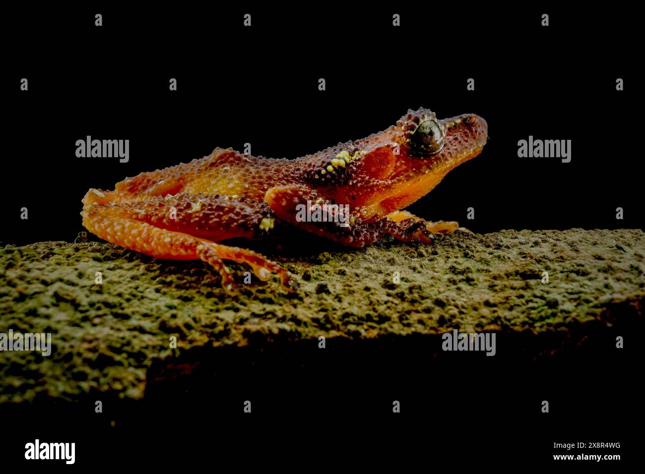 Pearly Tree Frog on black background Stock Photo - Alamy