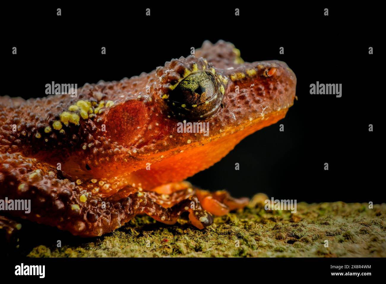 Pearly Tree Frog on black background Stock Photo - Alamy