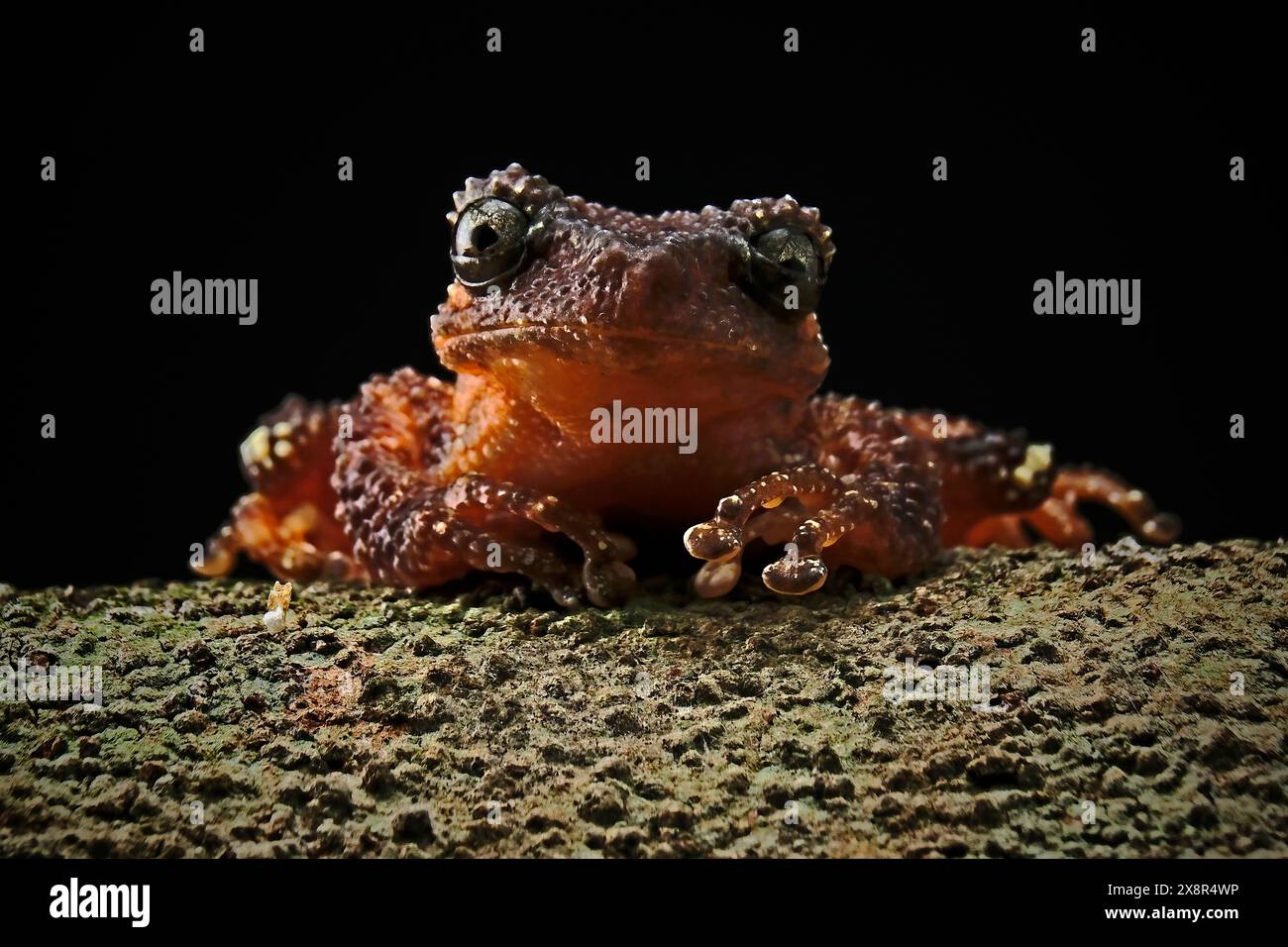 Pearly Tree Frog on black background Stock Photo - Alamy