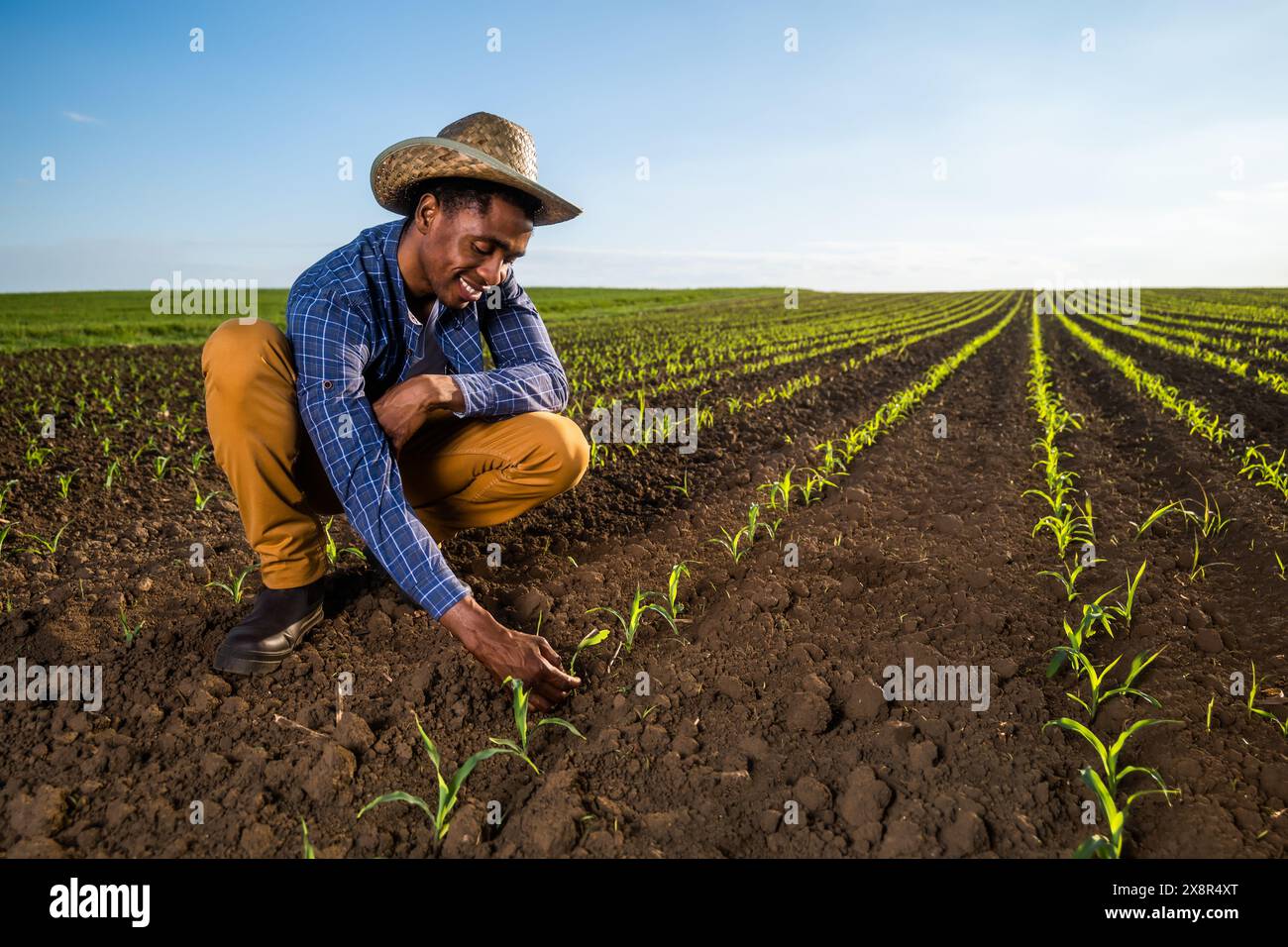 African farmer is examining corn crops in the field Stock Photo - Alamy