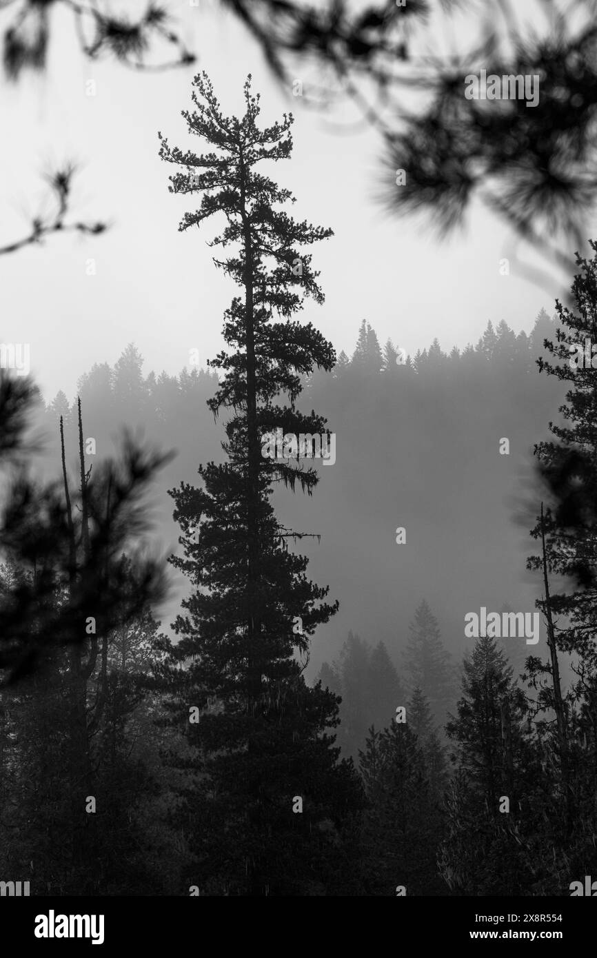 A White Pine tree towers above a forest Stock Photo - Alamy