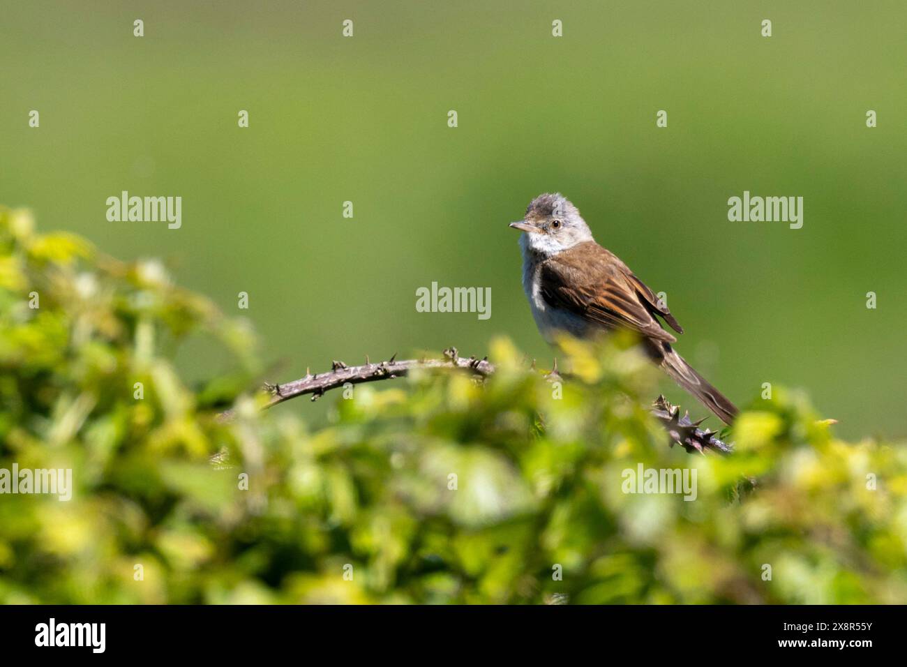 Common whitethroat, Sylvia communis bird perched on a tree in Sussex ...