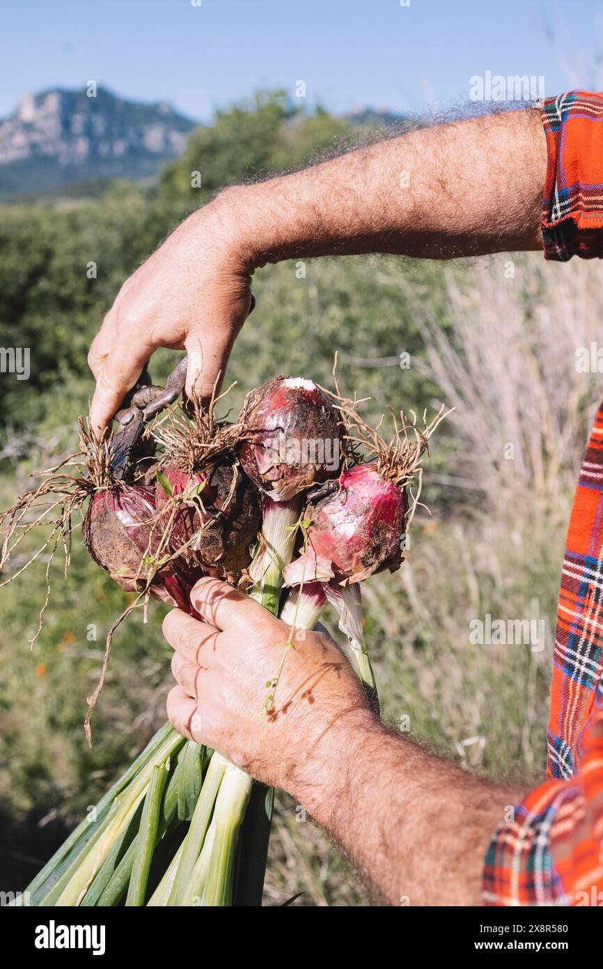 Farmer cleaning the roots of fresh onion with scissors Stock Photo - Alamy