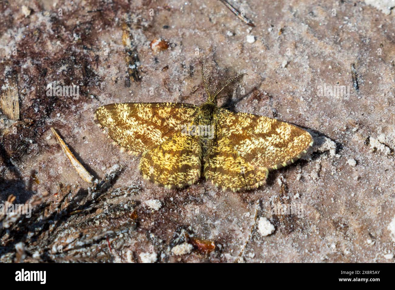 Day flying moths hi-res stock photography and images - Alamy