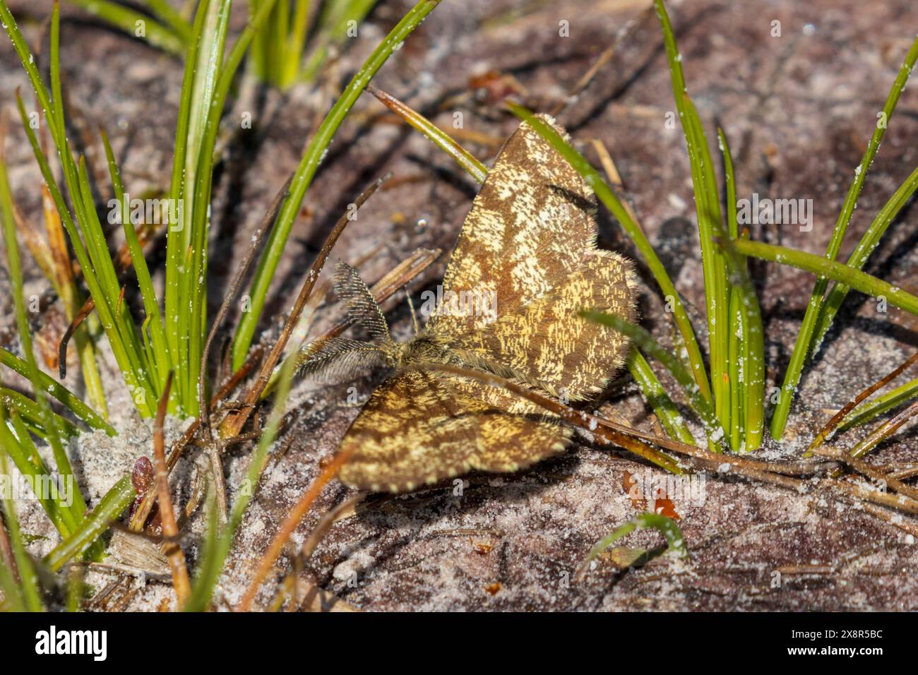 Day flying moths hi-res stock photography and images - Alamy