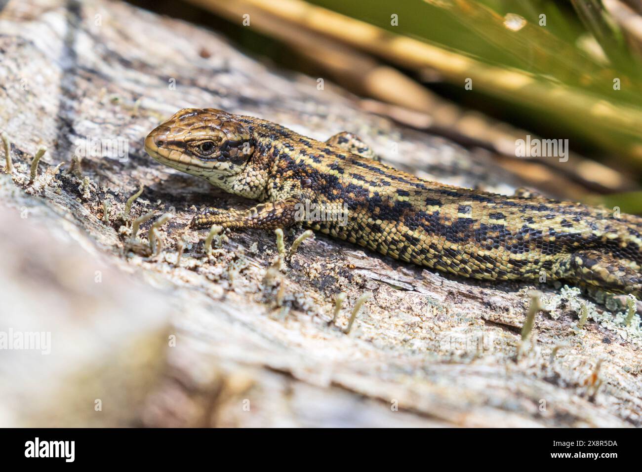 Common lizard or viviparous lizard, Zootoca vivipara basking in the ...