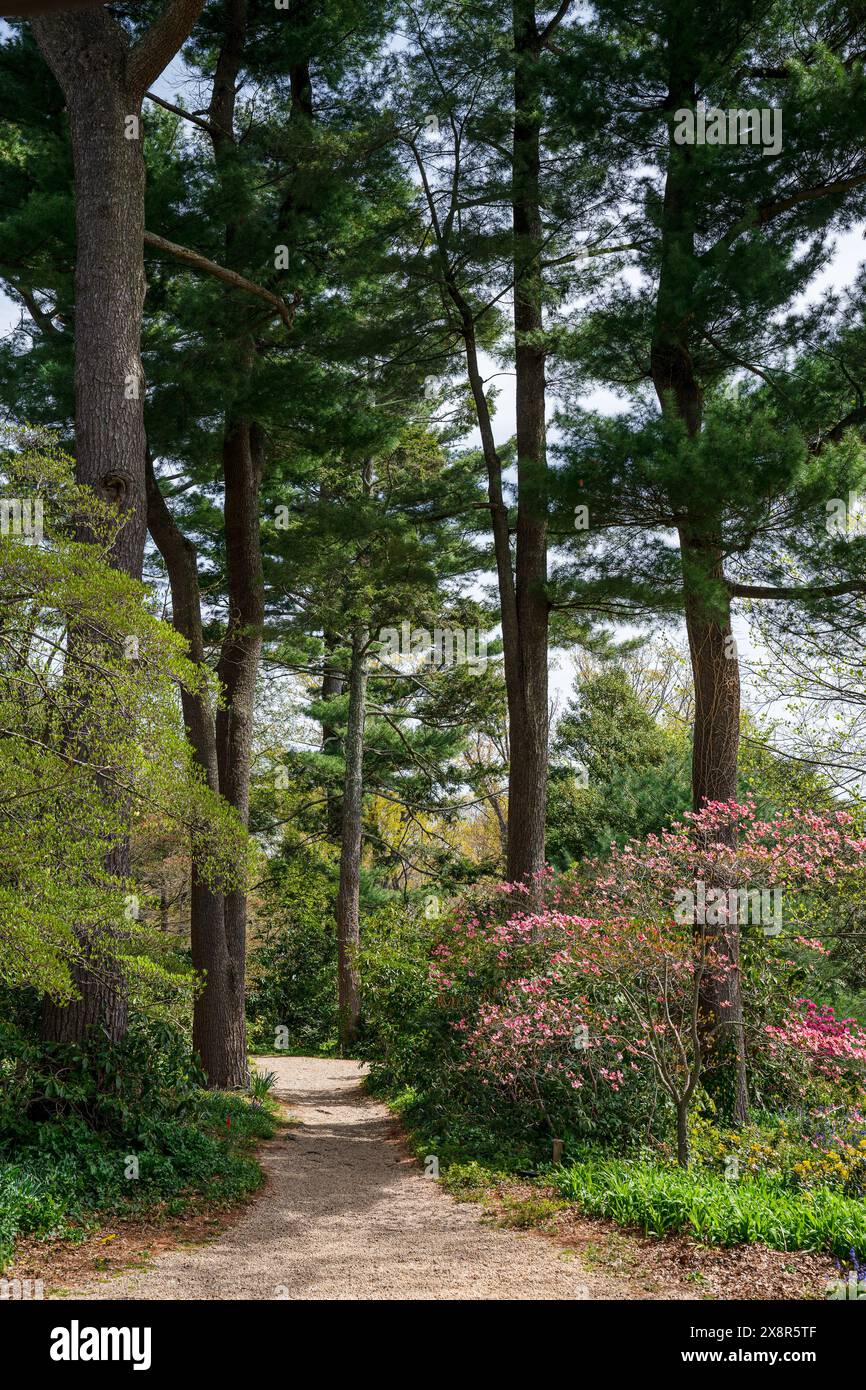 Gravel walking path in the woods with tall trees and flowers Stock ...