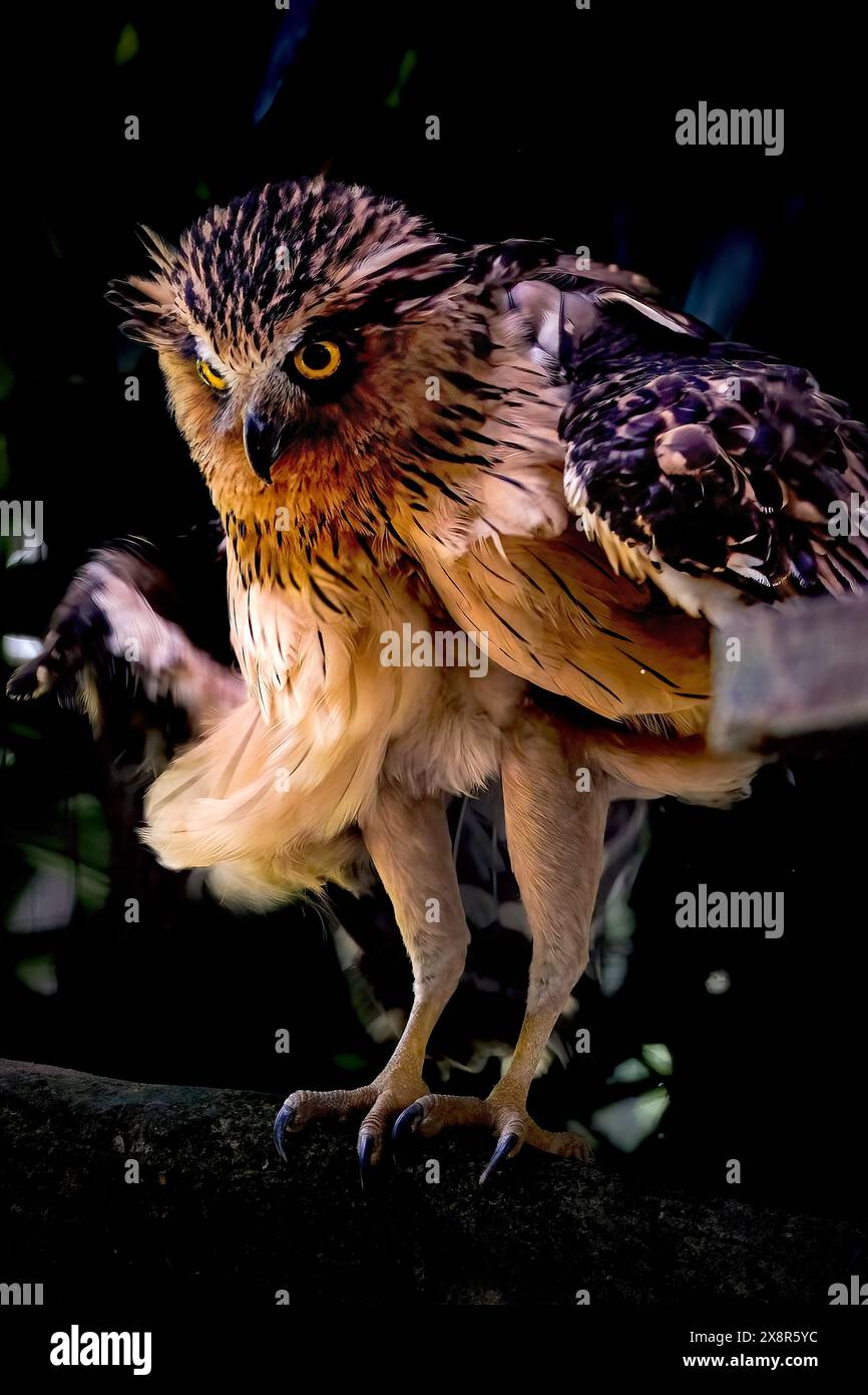 Buffy Fish-owl (Ketupa ketupu) on branch Stock Photo - Alamy