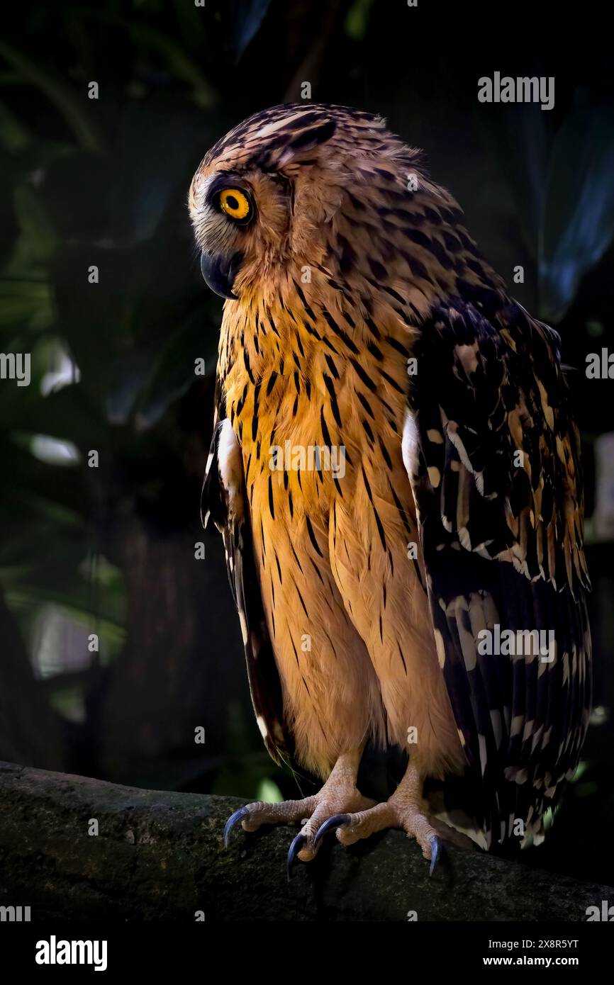 Buffy Fish-owl (Ketupa ketupu) on branch Stock Photo - Alamy
