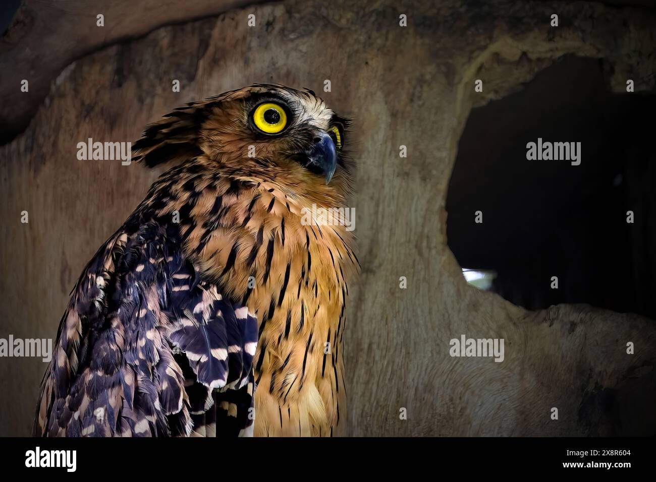Buffy Fish-owl (Ketupa ketupu) on branch Stock Photo - Alamy