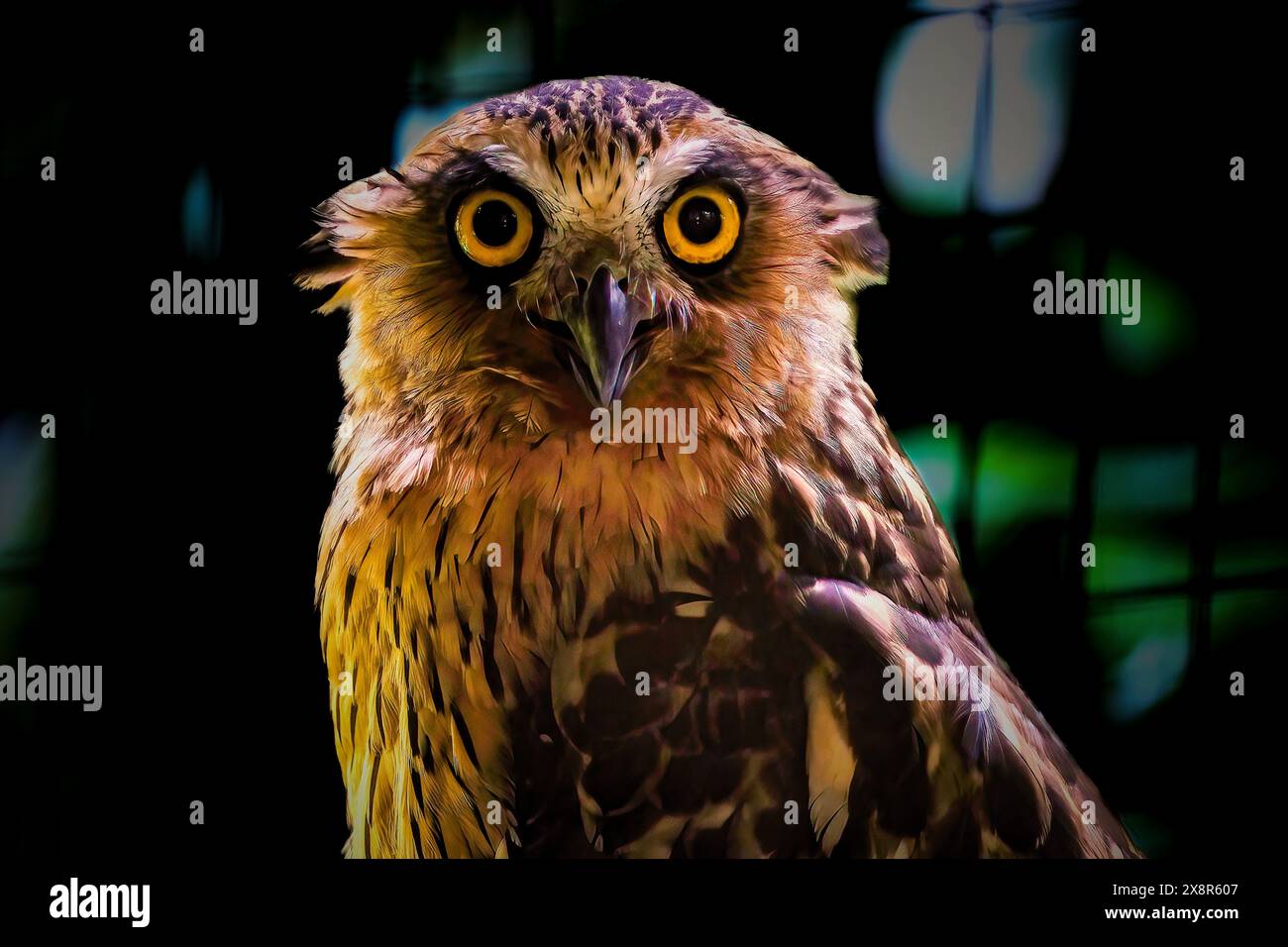 Buffy Fish-owl (Ketupa ketupu) on branch Stock Photo - Alamy