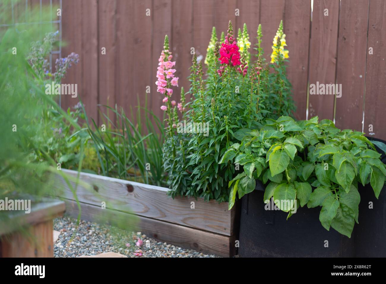 Bed blooming potato plants hi-res stock photography and images - Alamy