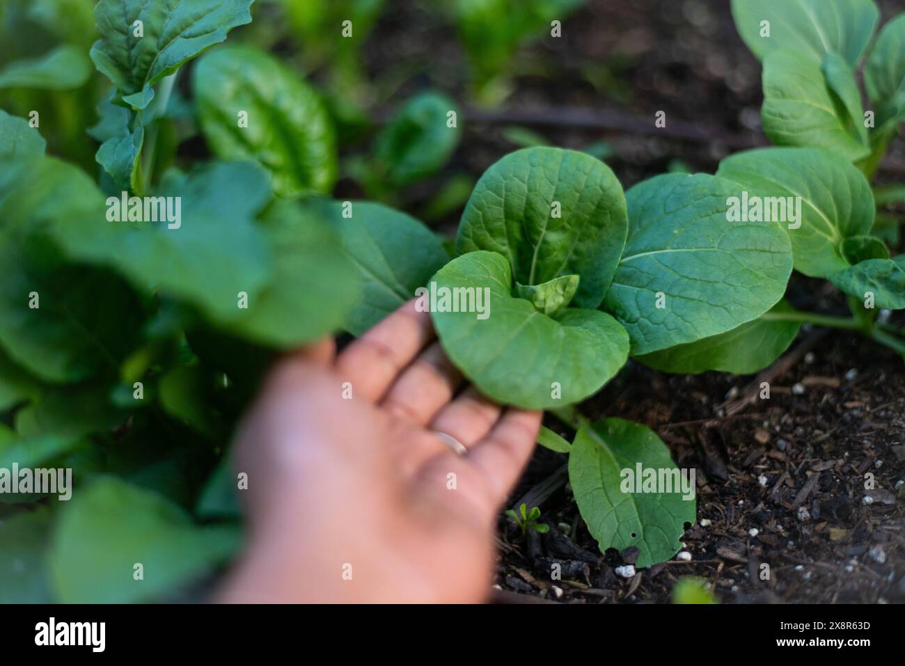 Hand touching leafy green vegetables growing in soil Stock Photo - Alamy