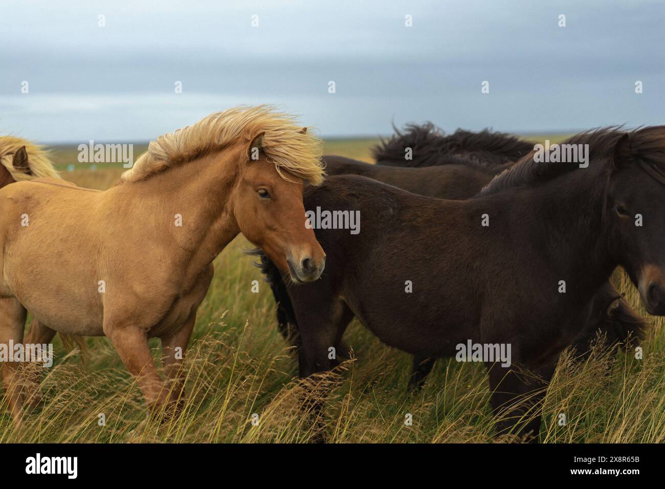 Icelandic horse three horses hi-res stock photography and images - Alamy