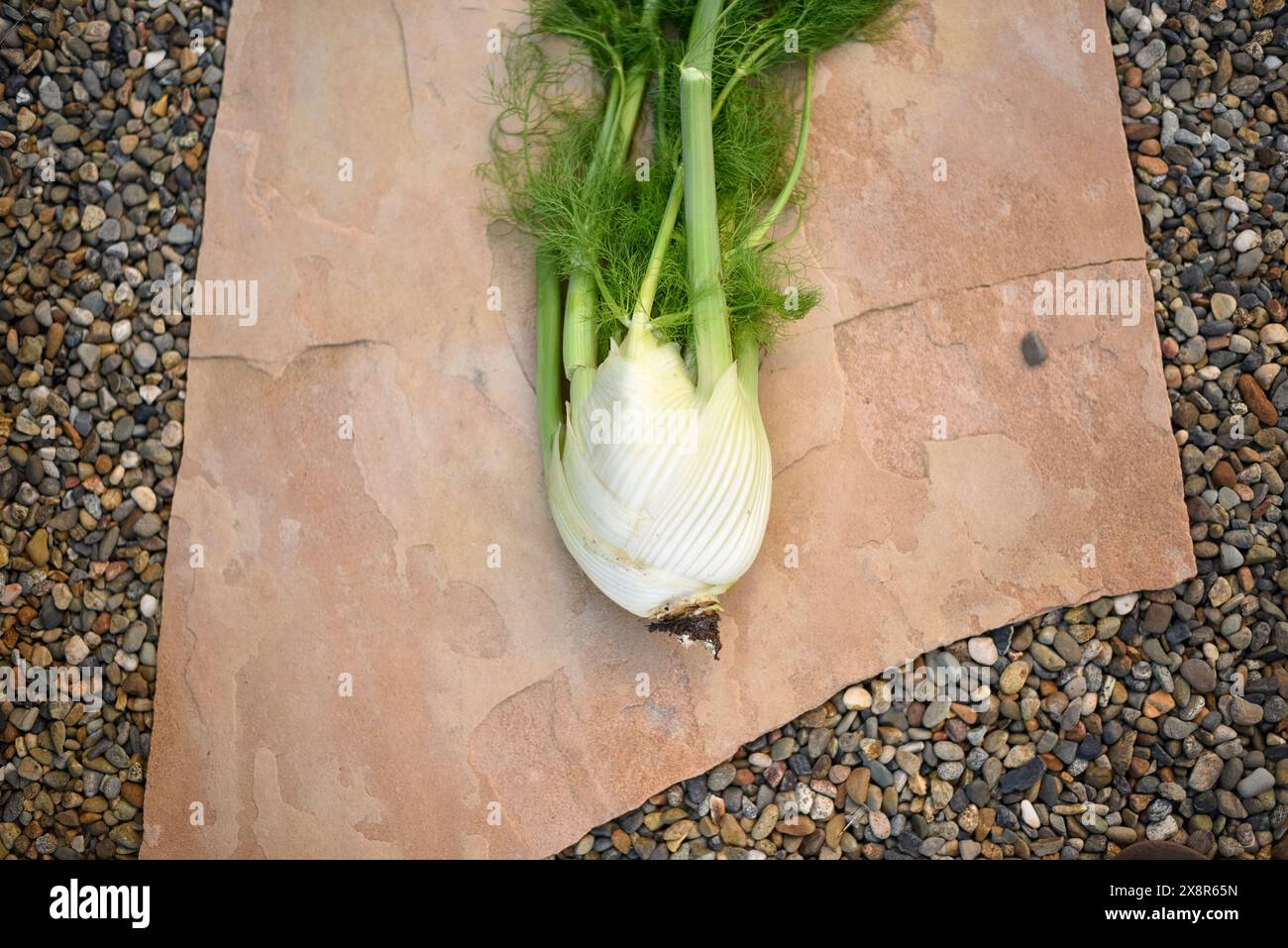 Freshly harvested fennel bulb placed on a stone surface Stock Photo - Alamy