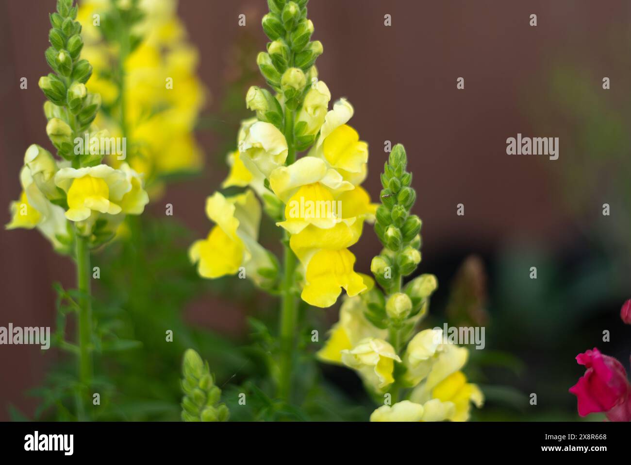 Bright yellow snapdragons blooming in a garden Stock Photo - Alamy