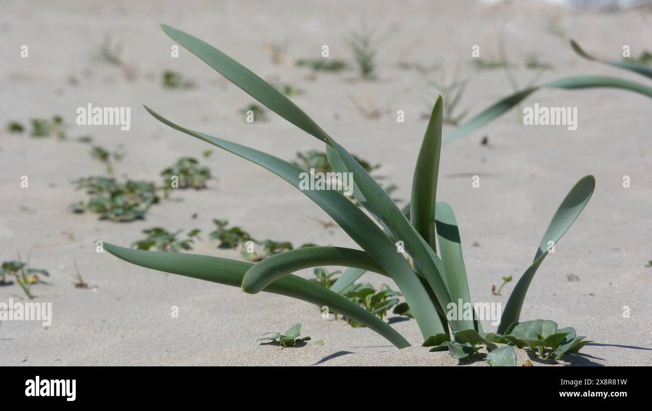 sand plant sea Stock Photo - Alamy
