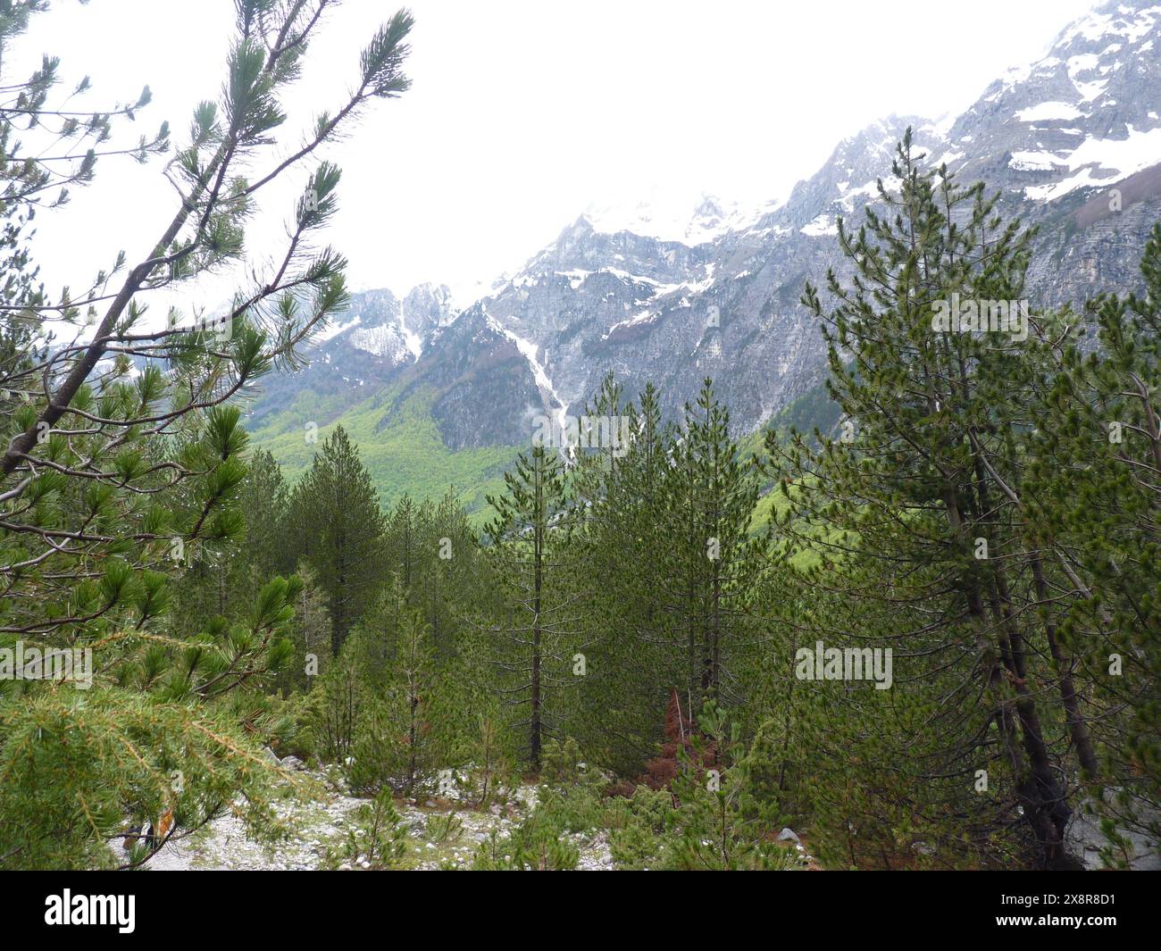 Pine trees path mountain Stock Photo - Alamy