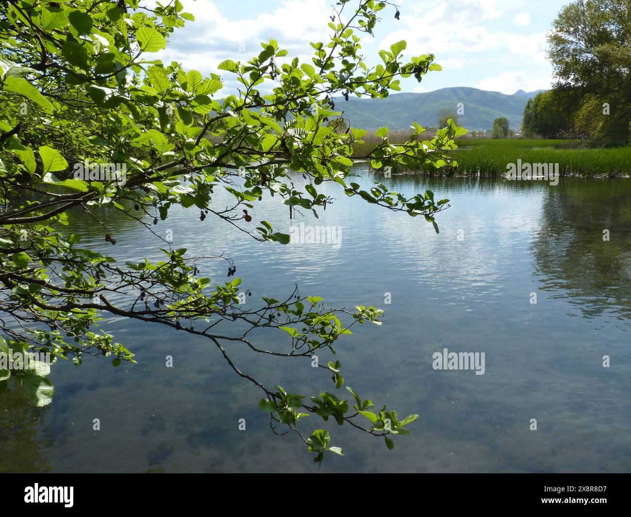 Branch trees in a lake Stock Photo - Alamy