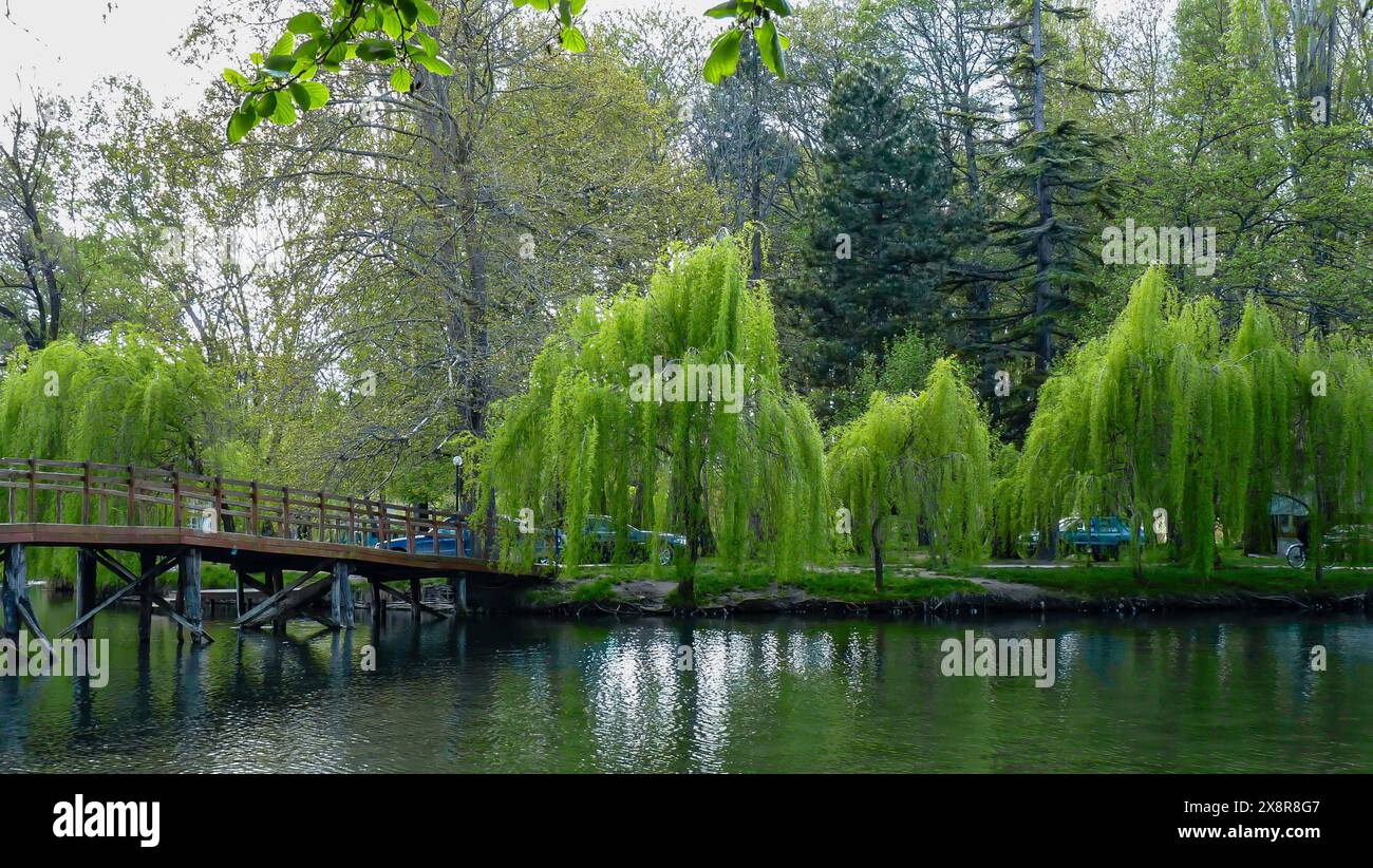 willow trees on lake Stock Photo - Alamy