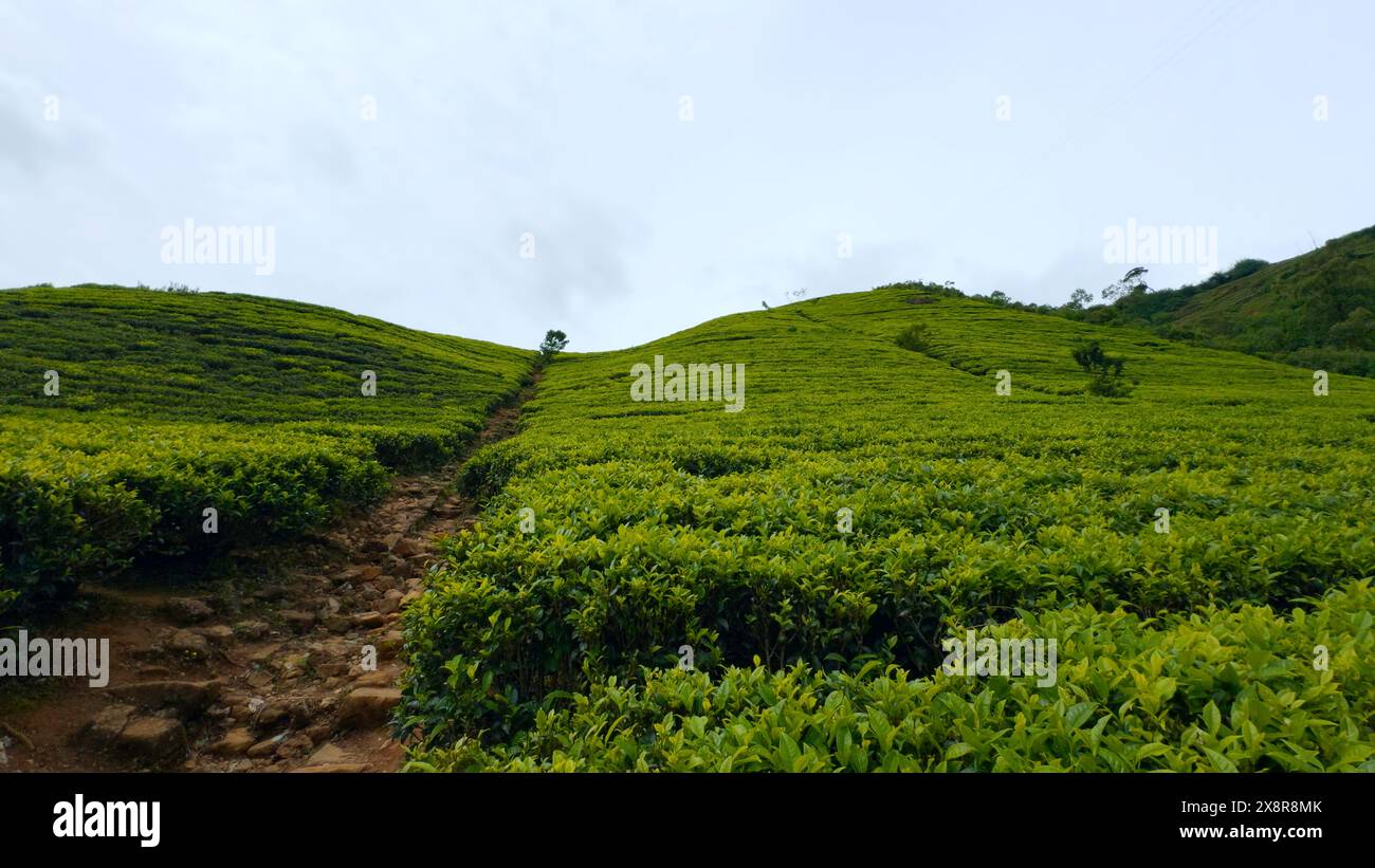 Young green tea leaves on the tea bushes. Action. Fresh tea leaves on ...