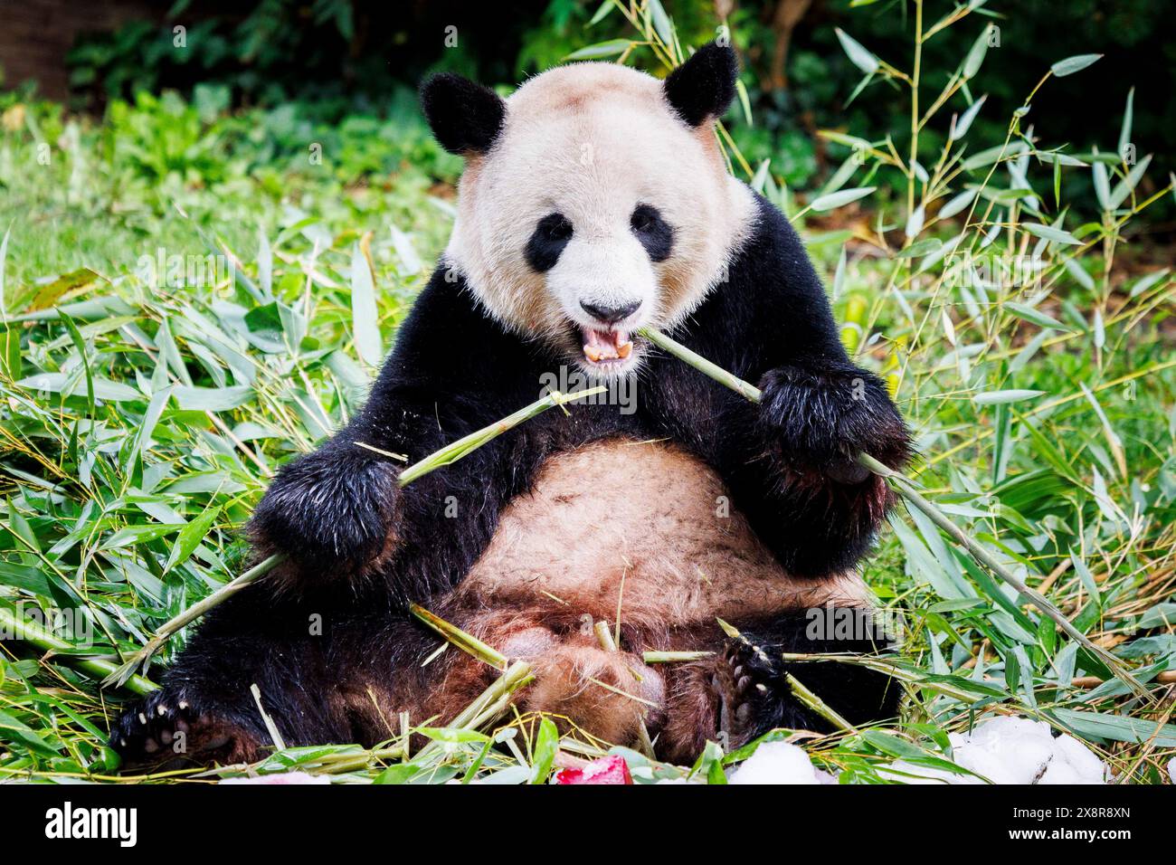 27 May 2024, Berlin: Jiao Qing, 13-year-old male panda, sits in the ...