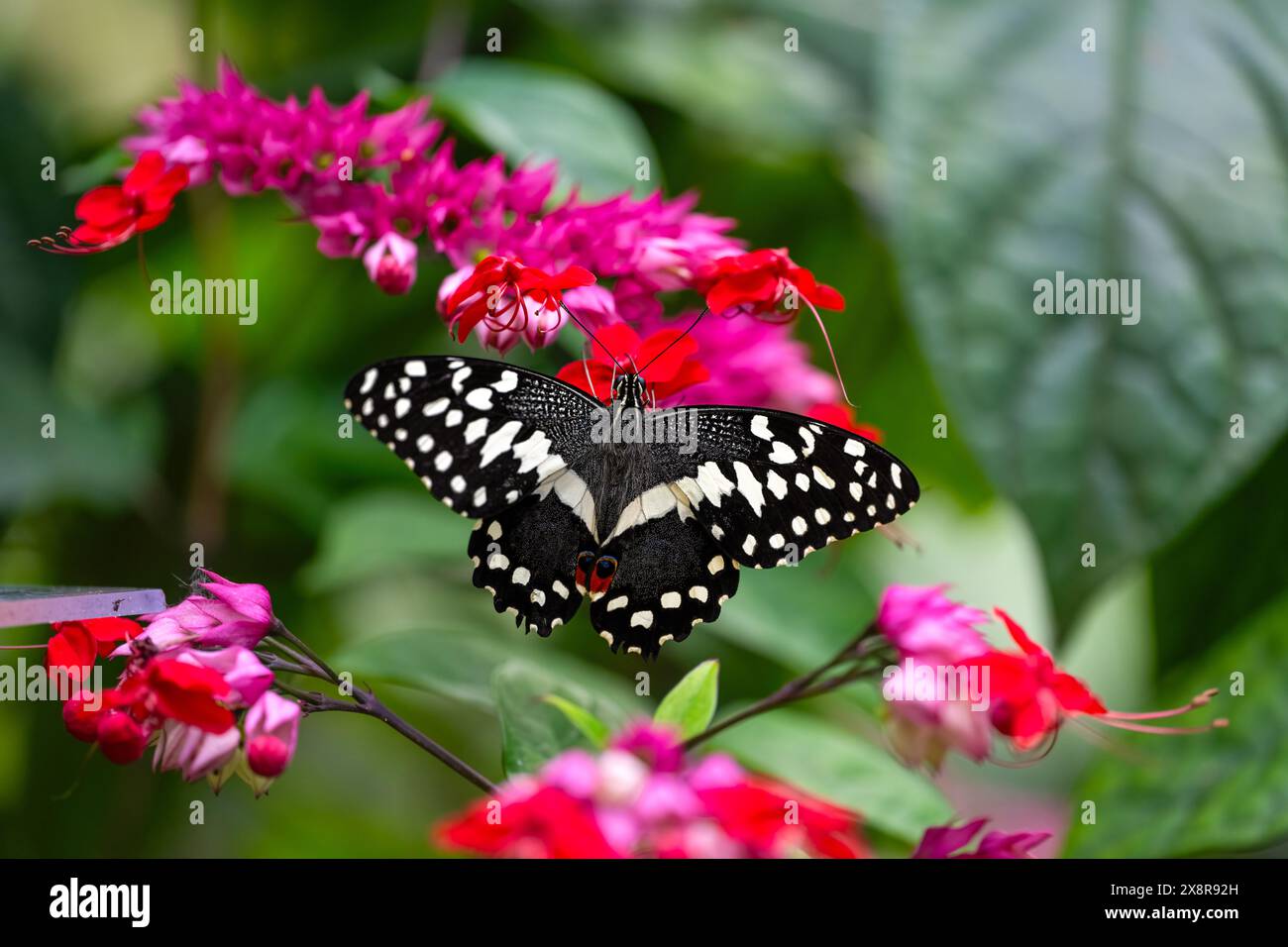 Citrus swallowtail is sucking nectar. Papilio demodocus Stock Photo - Alamy