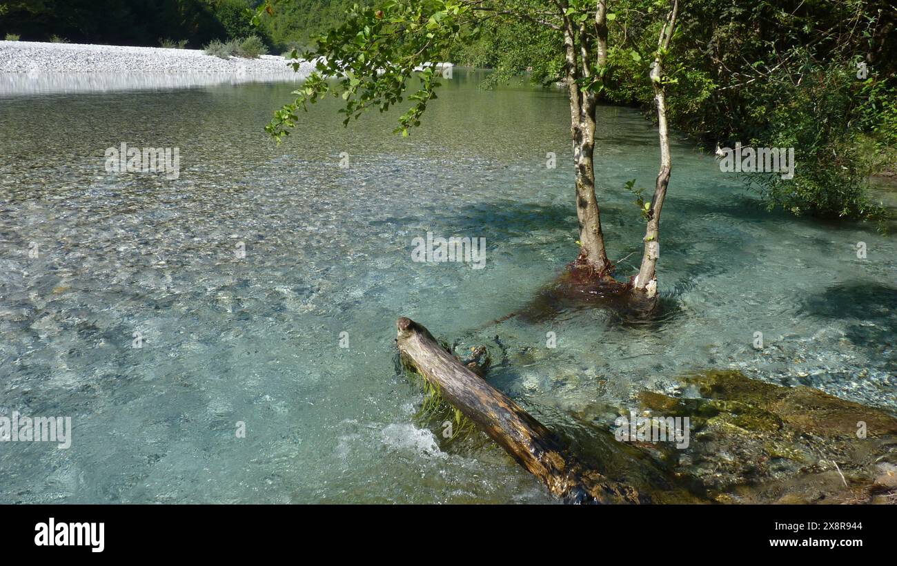 Tree on river water scenery Stock Photo - Alamy