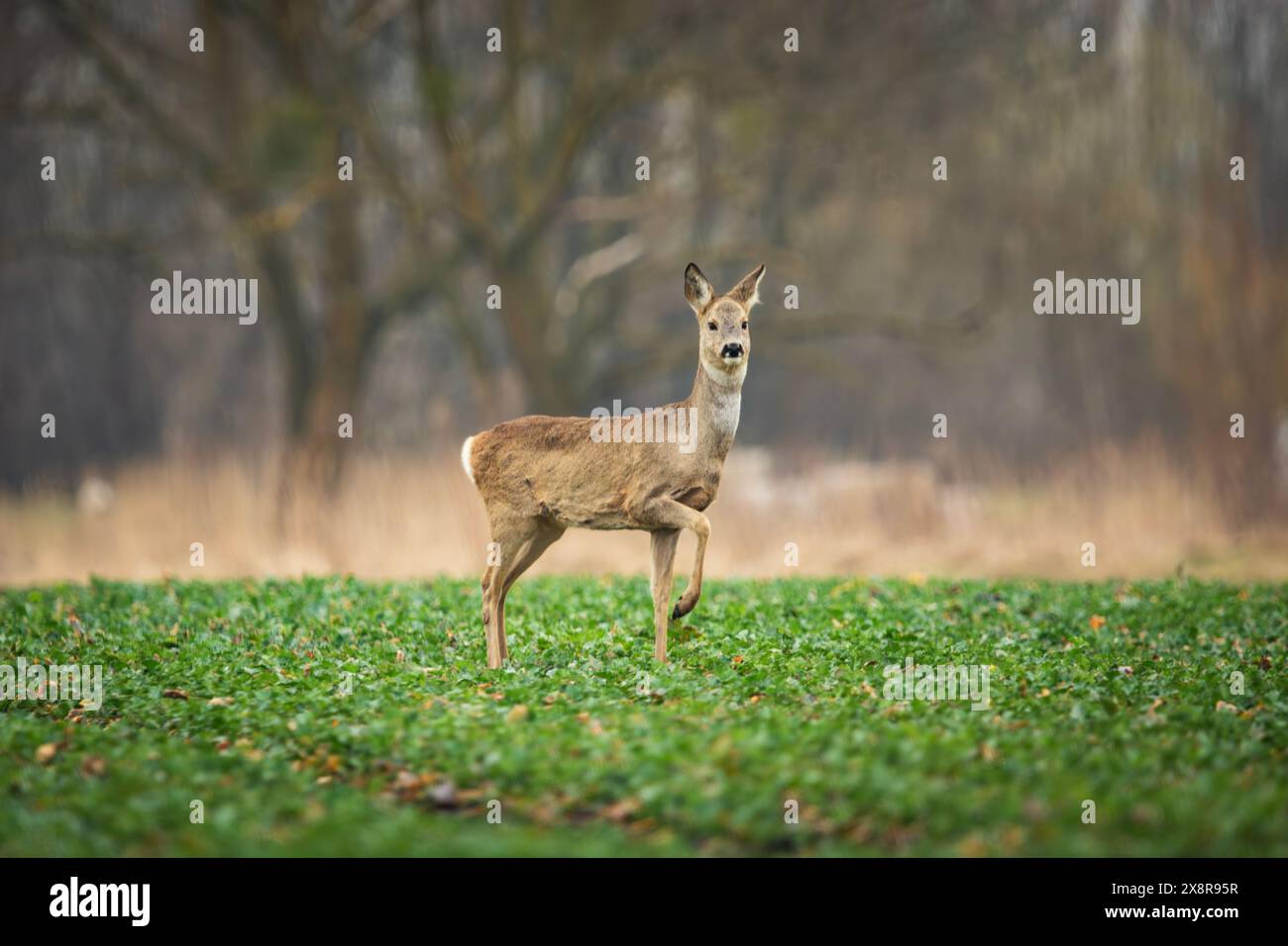 Beautiful green field agriculture in hi-res stock photography and ...