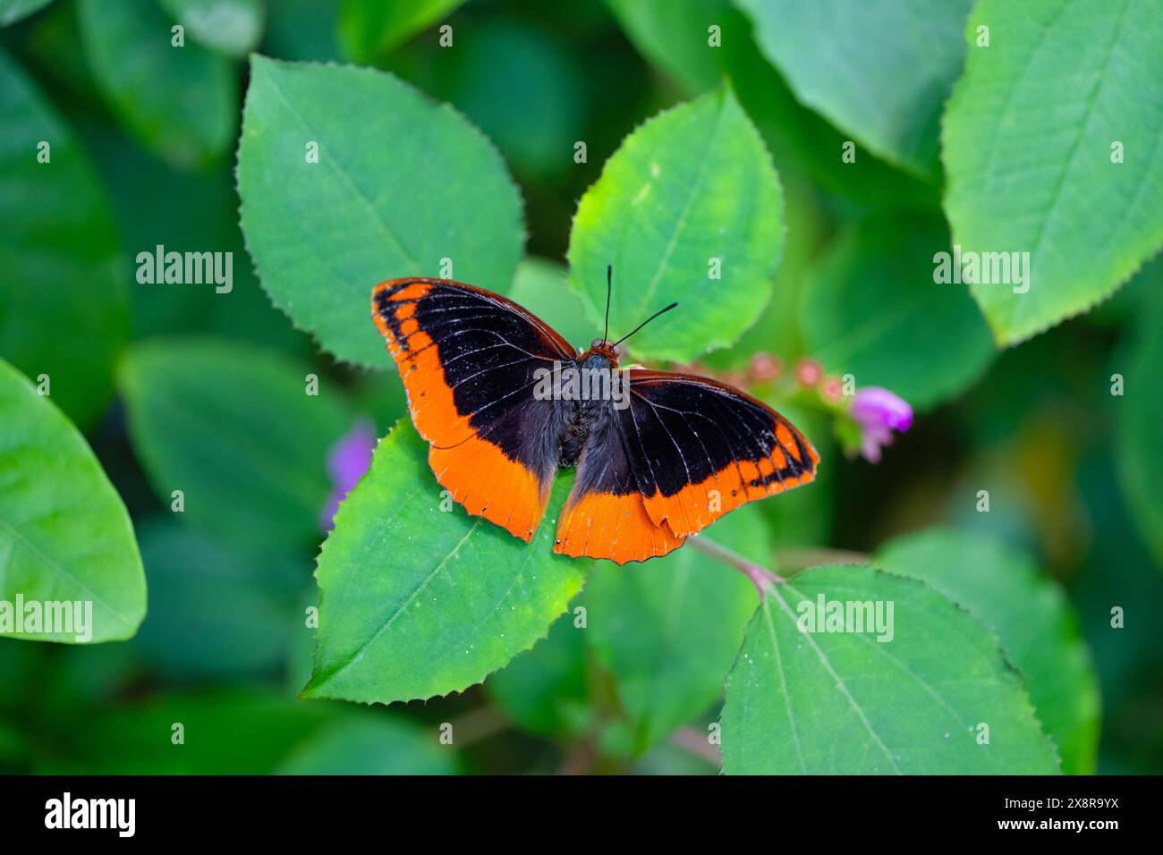 Flame-bordered Emperor is resting on the leaves. Charaxes protoclea ...