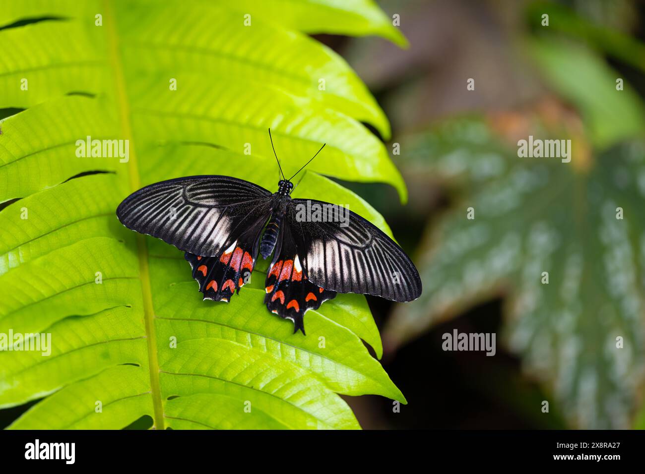 Common mormon is resting on the leaves. Papilio polytes Stock Photo - Alamy