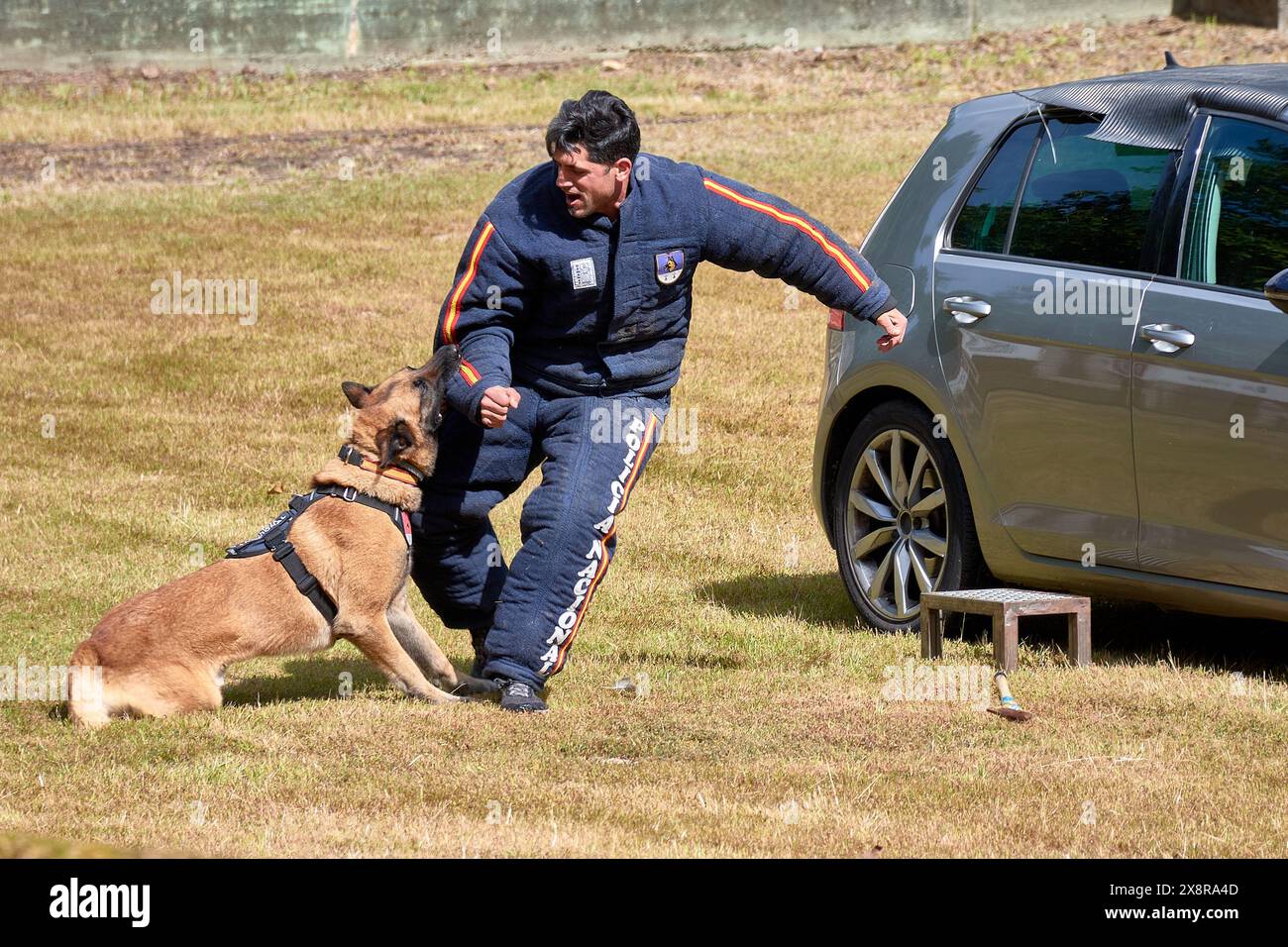 Vigo, Pontevedra, Spain; May,26,2024; Parade of dogs belonging to the ...