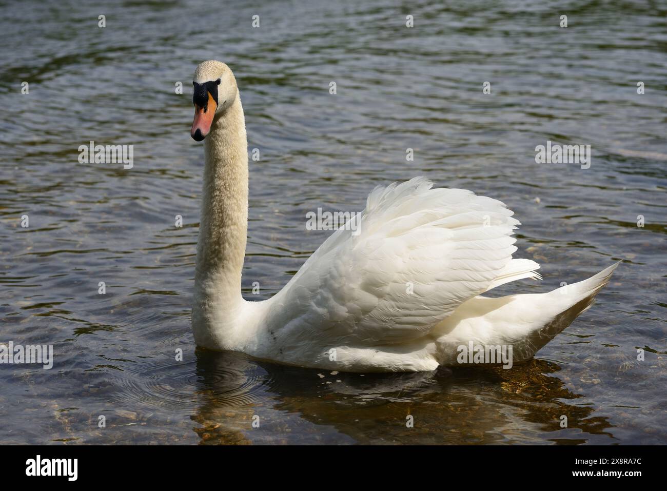 Shallow waterbird hi-res stock photography and images - Alamy