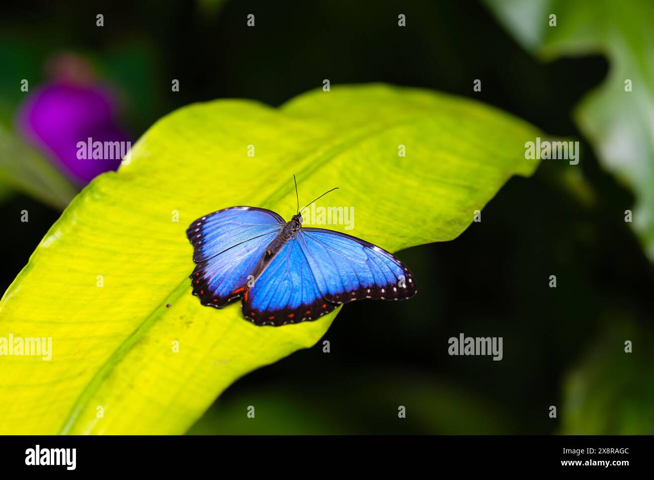 Blue morpho is resting on the leaves. Morpho peleides Stock Photo - Alamy