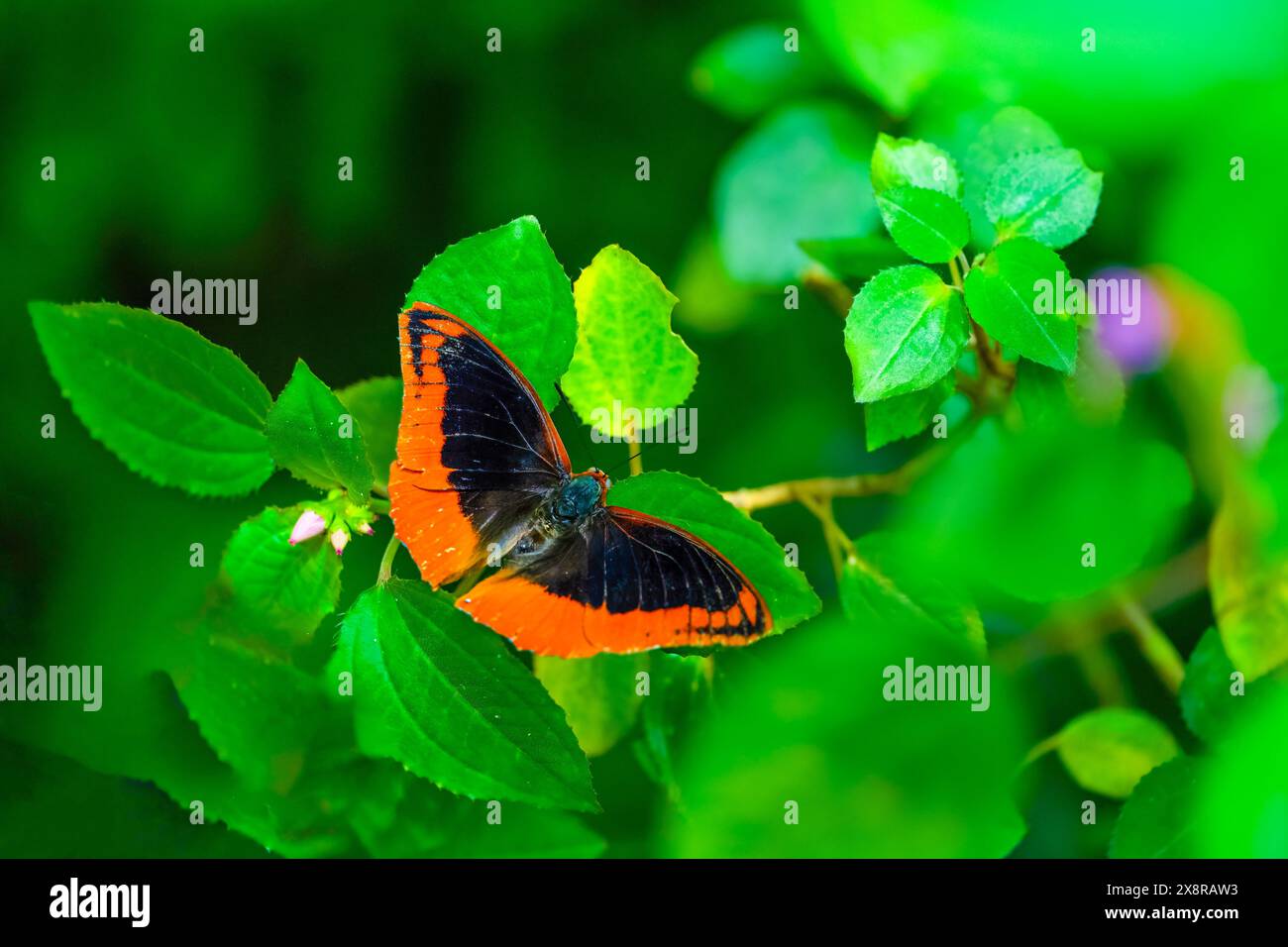 Flame-bordered Emperor is resting on the leaves. Charaxes protoclea ...