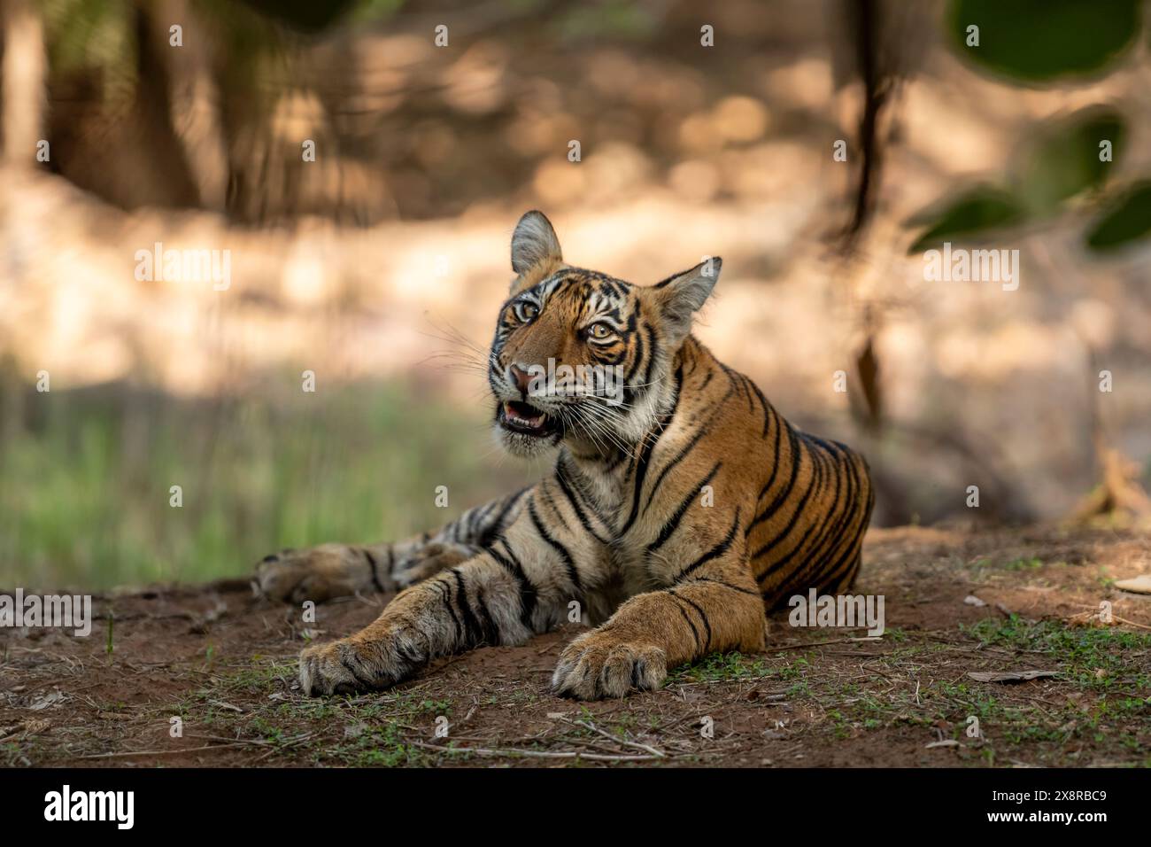 Showstopper wild female tiger cub or panthera tigris closeup with face ...
