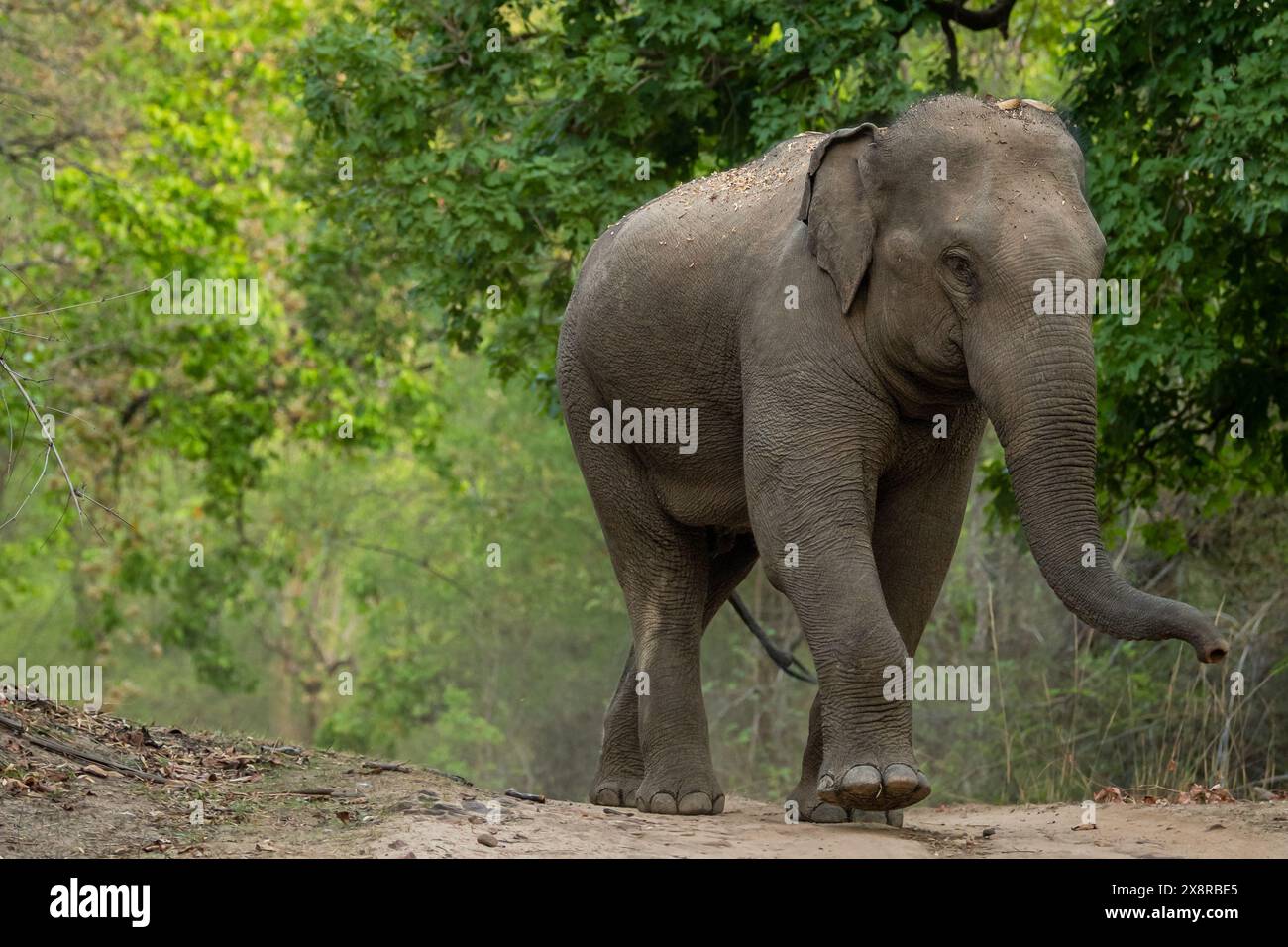wild aggressive asian elephant Elephas maximus indicus roadblock ...