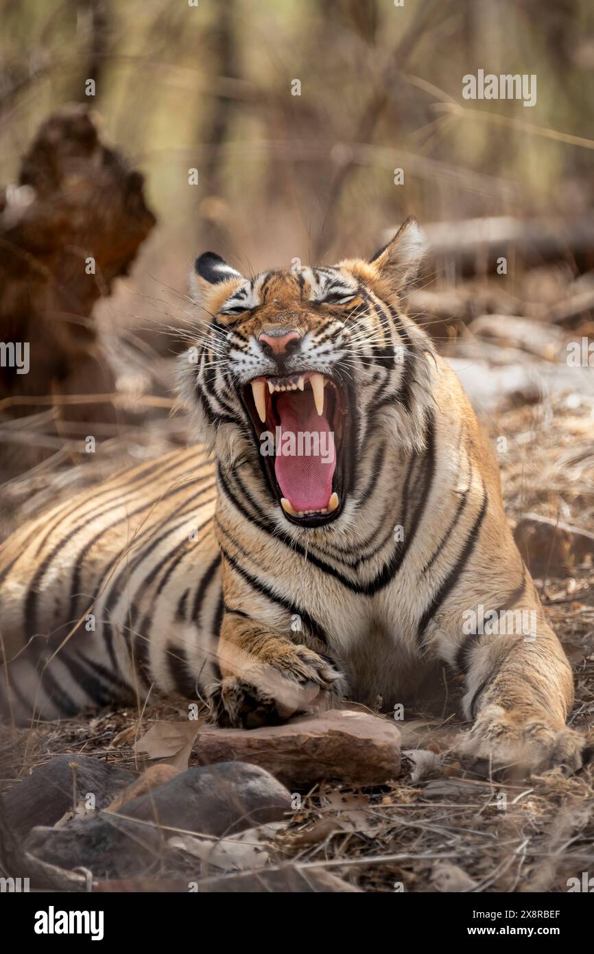 Angry wild female tiger or tigress or panthera tigris behavior yawning ...