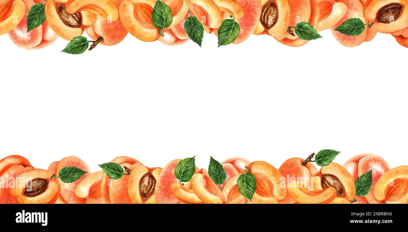 Horizontal border and banner of ripe orange-pink apricots with green ...