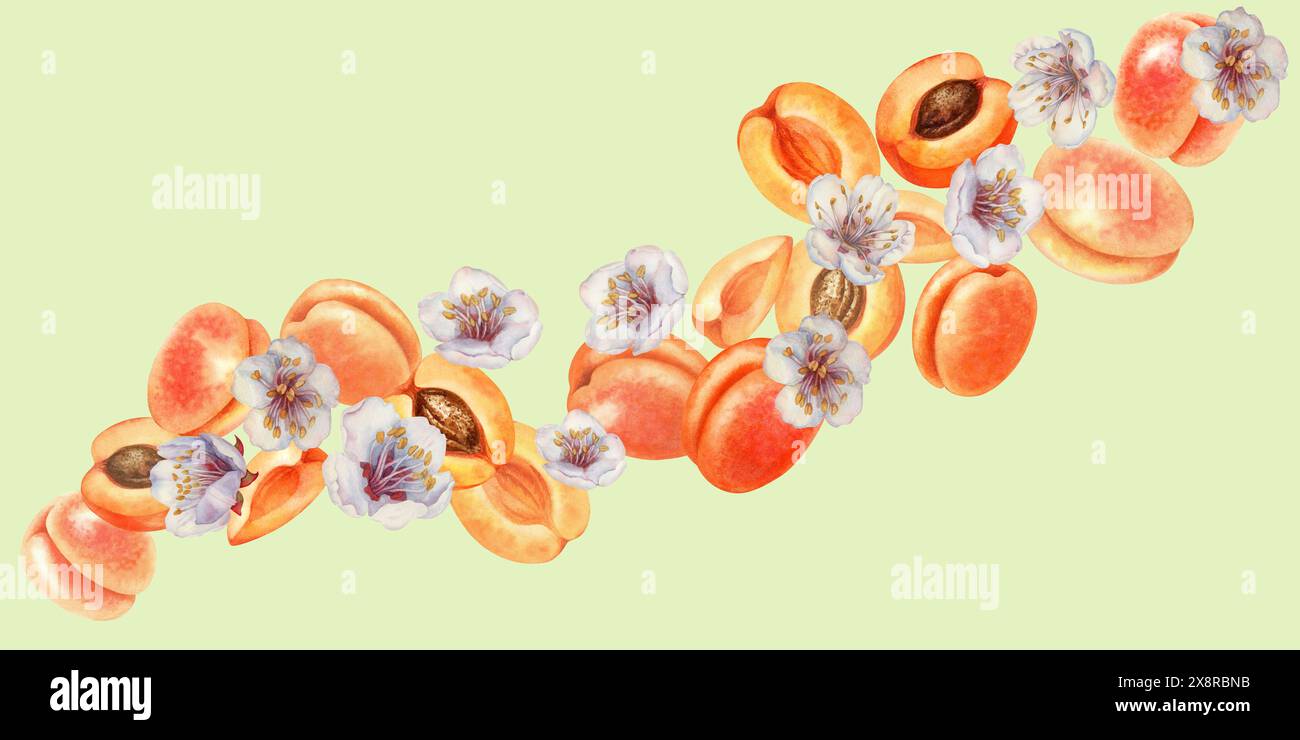 Horizontal border and banner of ripe orange-pink apricots with green ...