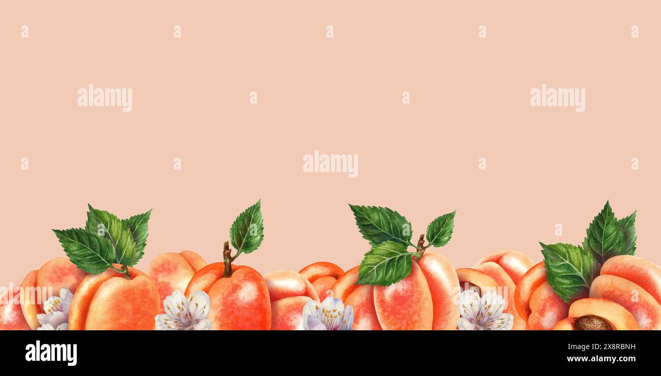 Horizontal border and banner of ripe orange-pink apricots with green ...