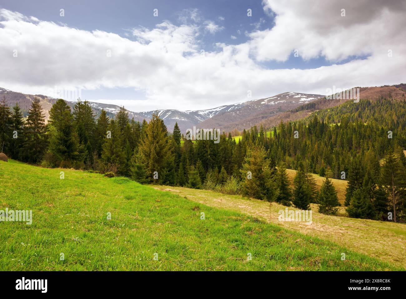 rural landscape in carpathian mountains of ukraine. alpine countryside scenery with grassy ...