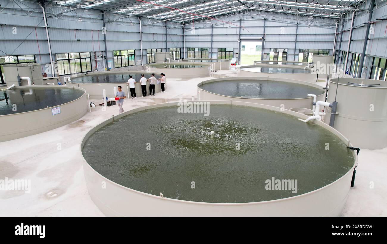 LIUZHOU, CHINA - MAY 27, 2024 - A staff member feeds fish at the land ...